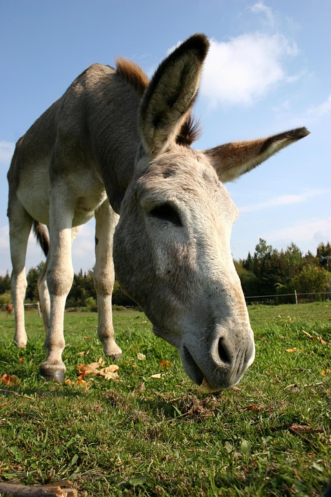 Donkey Animal Farm - Free photo on Pixabay - Pixabay