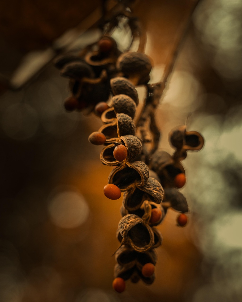 10,000+ Free Seed Stalks & Nature Images - Pixabay