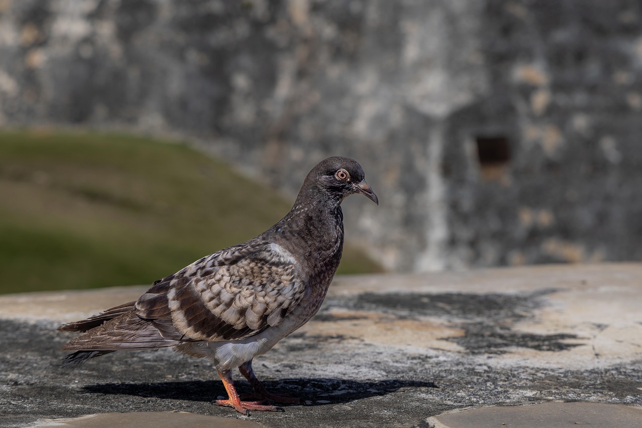Paloma Pájaro Fauna Silvestre - Foto gratis en Pixabay - Pixabay