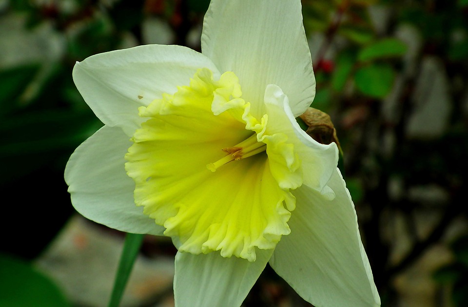 Narcissus Flowers Spring - Free photo on Pixabay