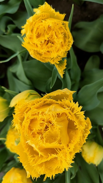 Tulipán Amarillo - Foto gratis en Pixabay - Pixabay
