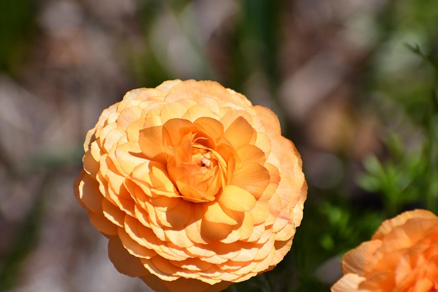 Fleur Renoncule Nature - Photo gratuite sur Pixabay - Pixabay
