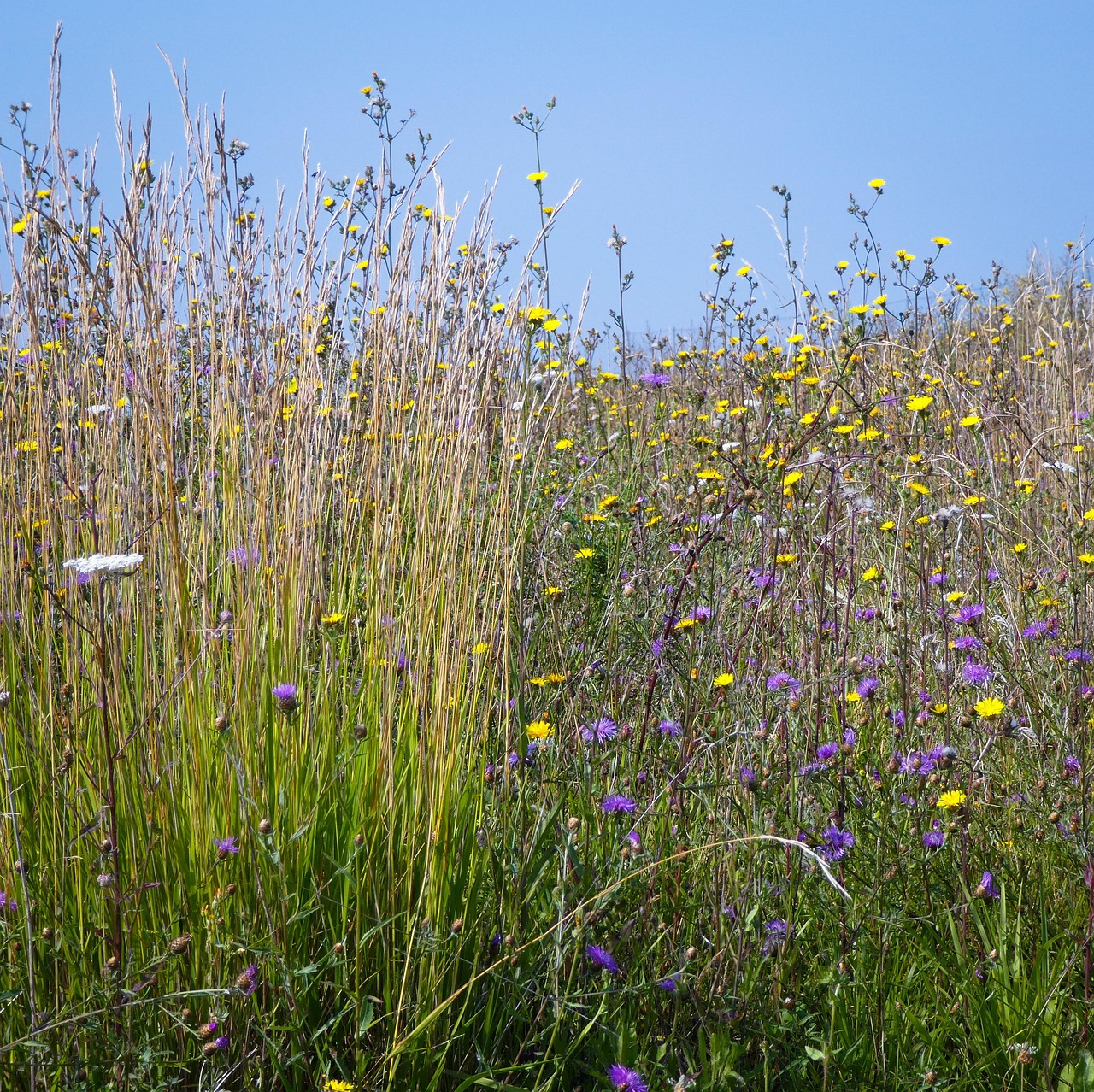 Prairie Fleurie Herbes - Photo gratuite sur Pixabay - Pixabay