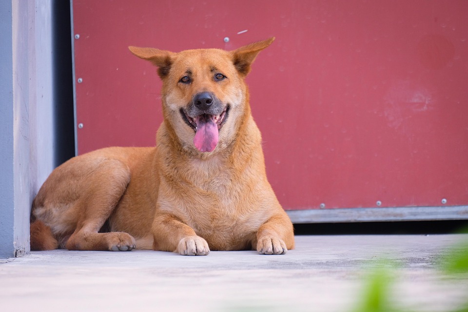 Pies Shiba Inu Ssak Zwierzę - Darmowe zdjęcie na Pixabay