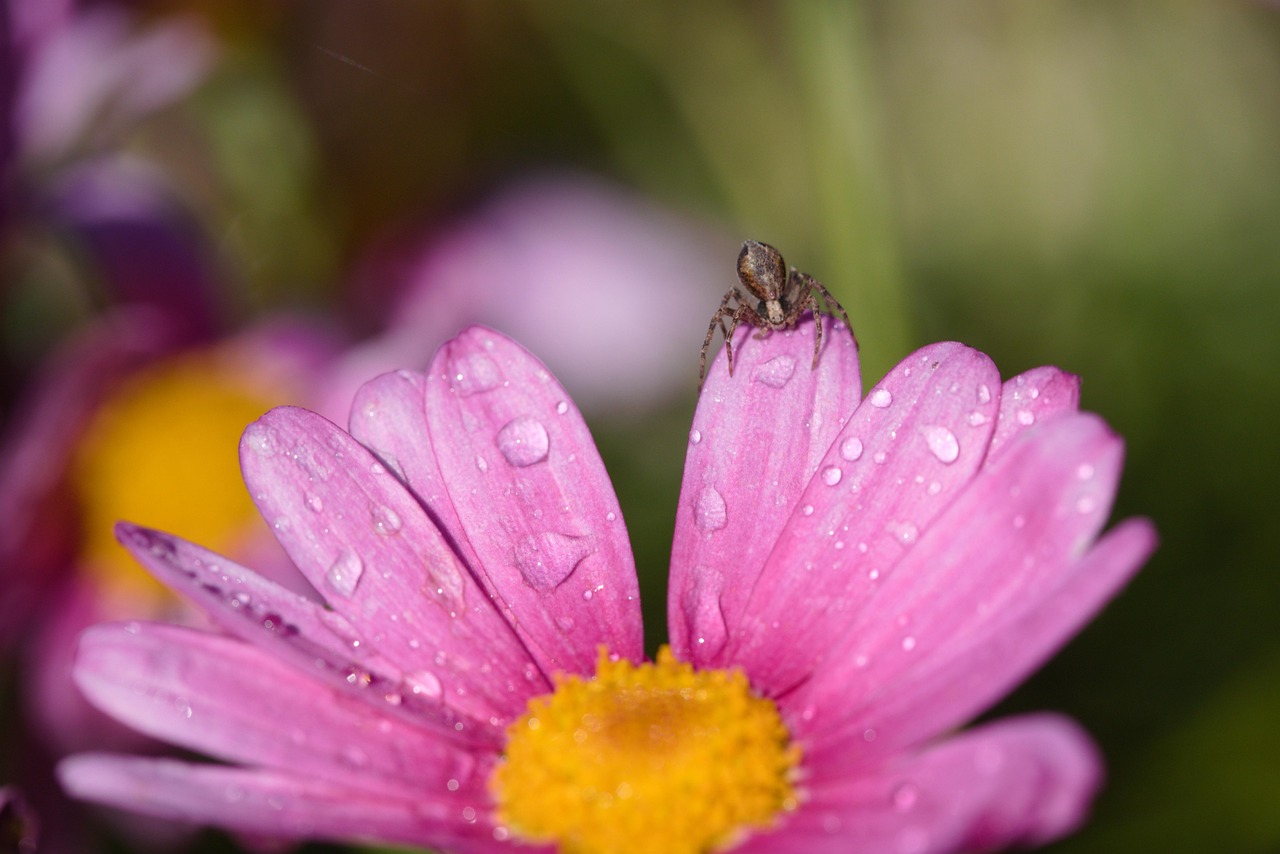 Bunga Margaret Laba-Laba - Foto gratis di Pixabay - Pixabay