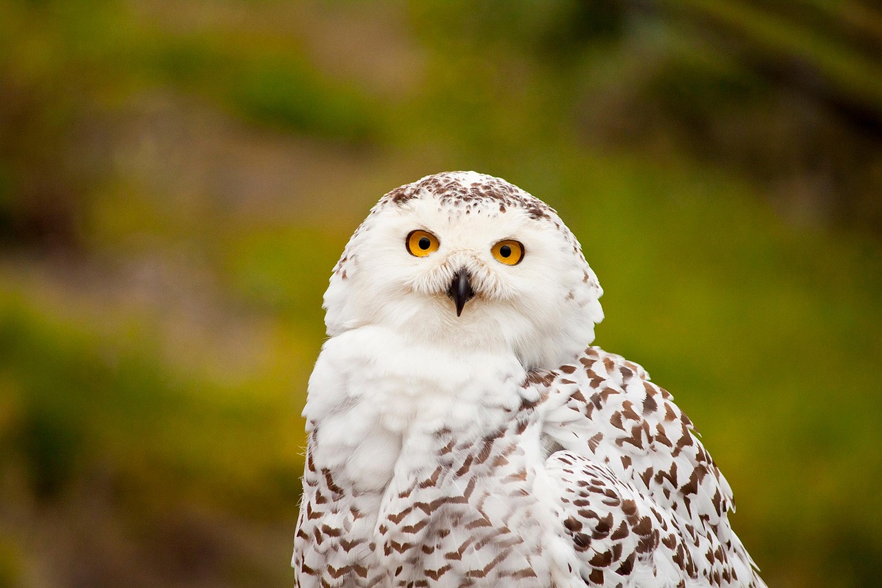 Owl Bird Avian - Free photo on Pixabay - Pixabay