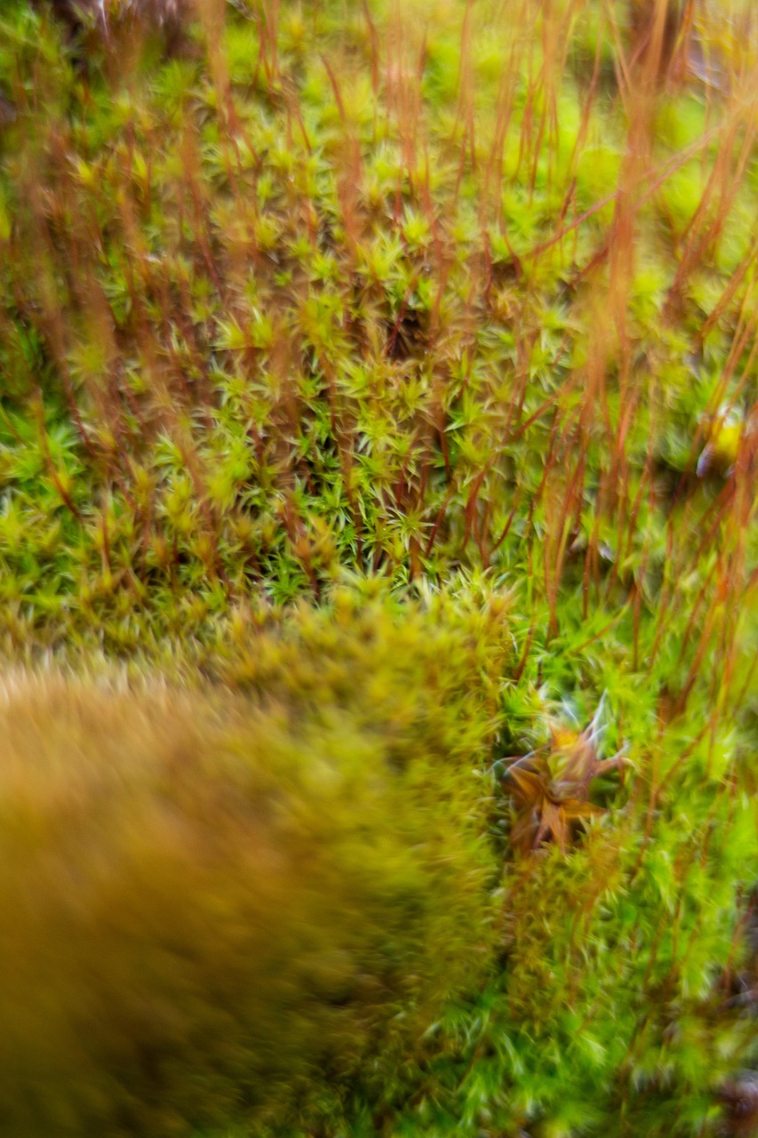 Mousse Forêt La Nature Légumes - Photo gratuite sur Pixabay - Pixabay