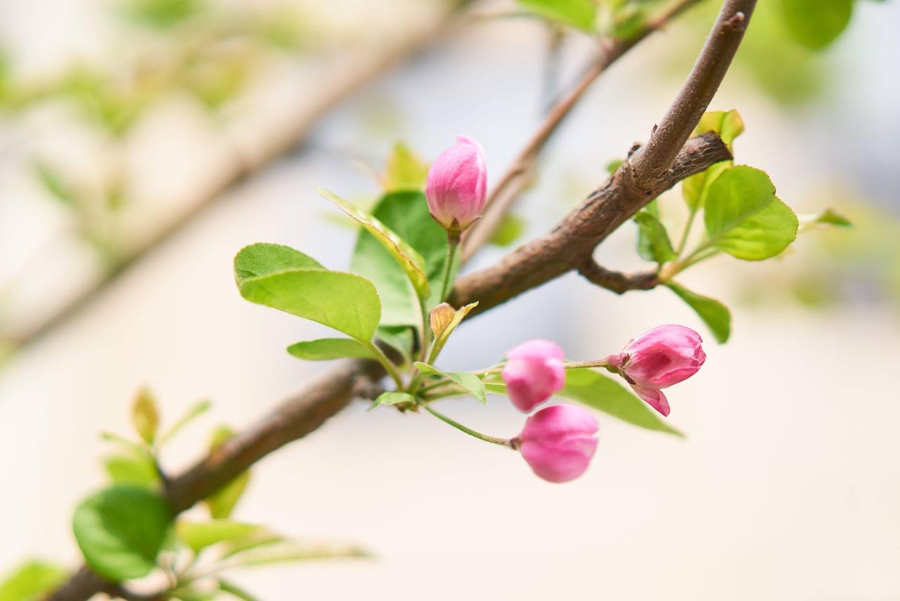 Fleurs Printemps - Photo gratuite sur Pixabay - Pixabay