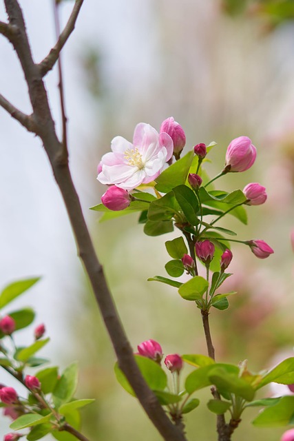 Pink Flowers Spring - Free photo on Pixabay