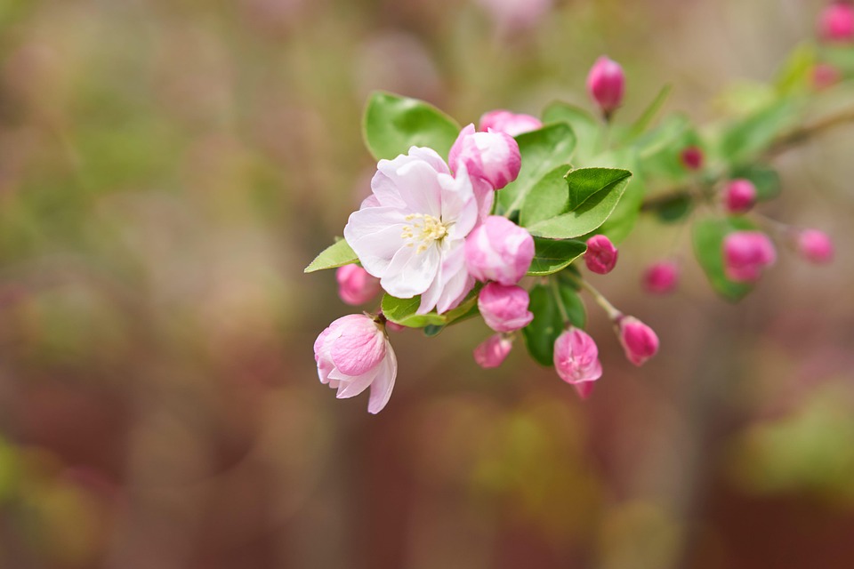 Pink Flowers Spring - Free photo on Pixabay
