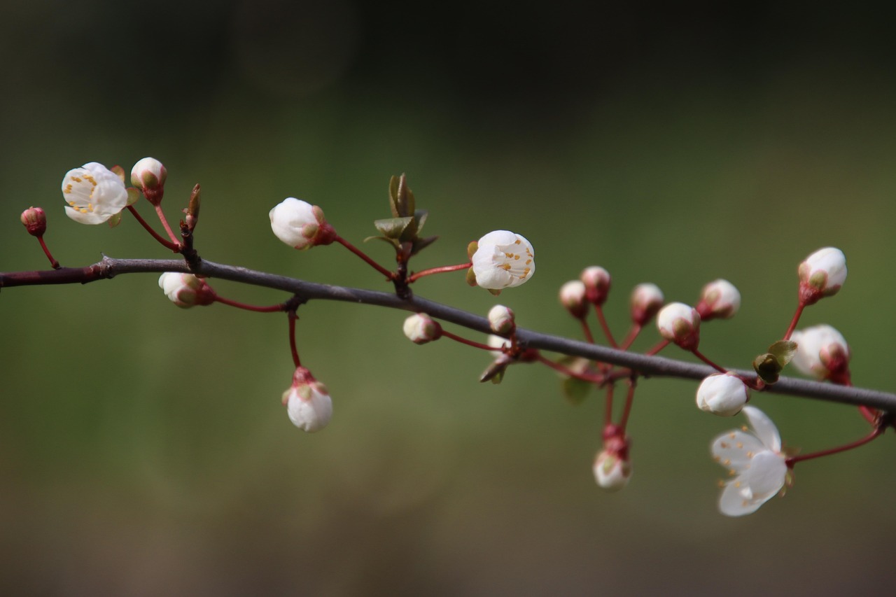 Cherry Blossoms Bud - Free photo on Pixabay - Pixabay