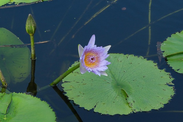 Bunga Kolam Alam - Foto gratis di Pixabay - Pixabay