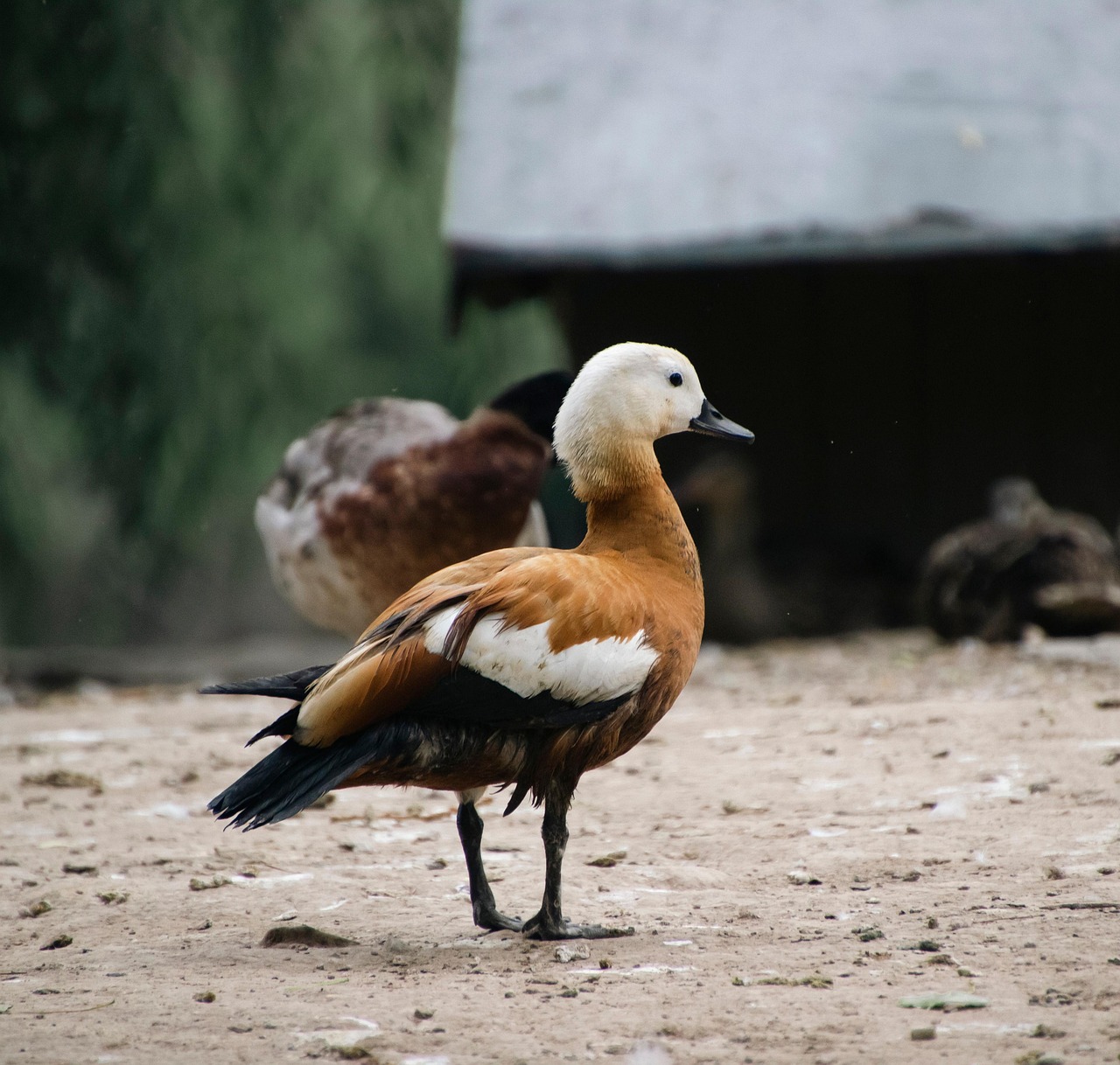 Bird Pond Ruddy Shelduck - Free photo on Pixabay