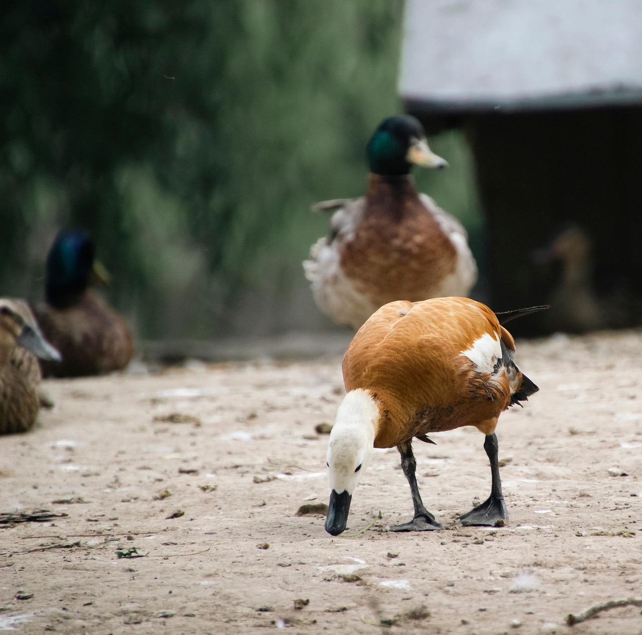 Bird Pond Ruddy Shelduck - Free photo on Pixabay