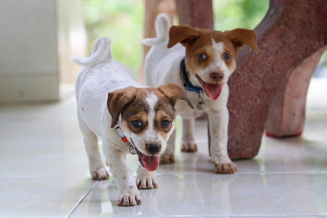 Puppies Dogs Pets - Free photo on Pixabay - Pixabay