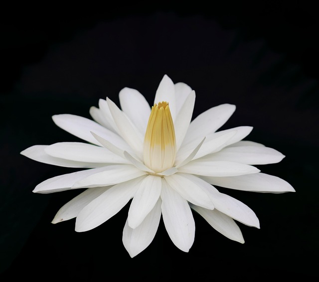 10,000+ Free Lotus Flower & Lotus Images - Pixabay