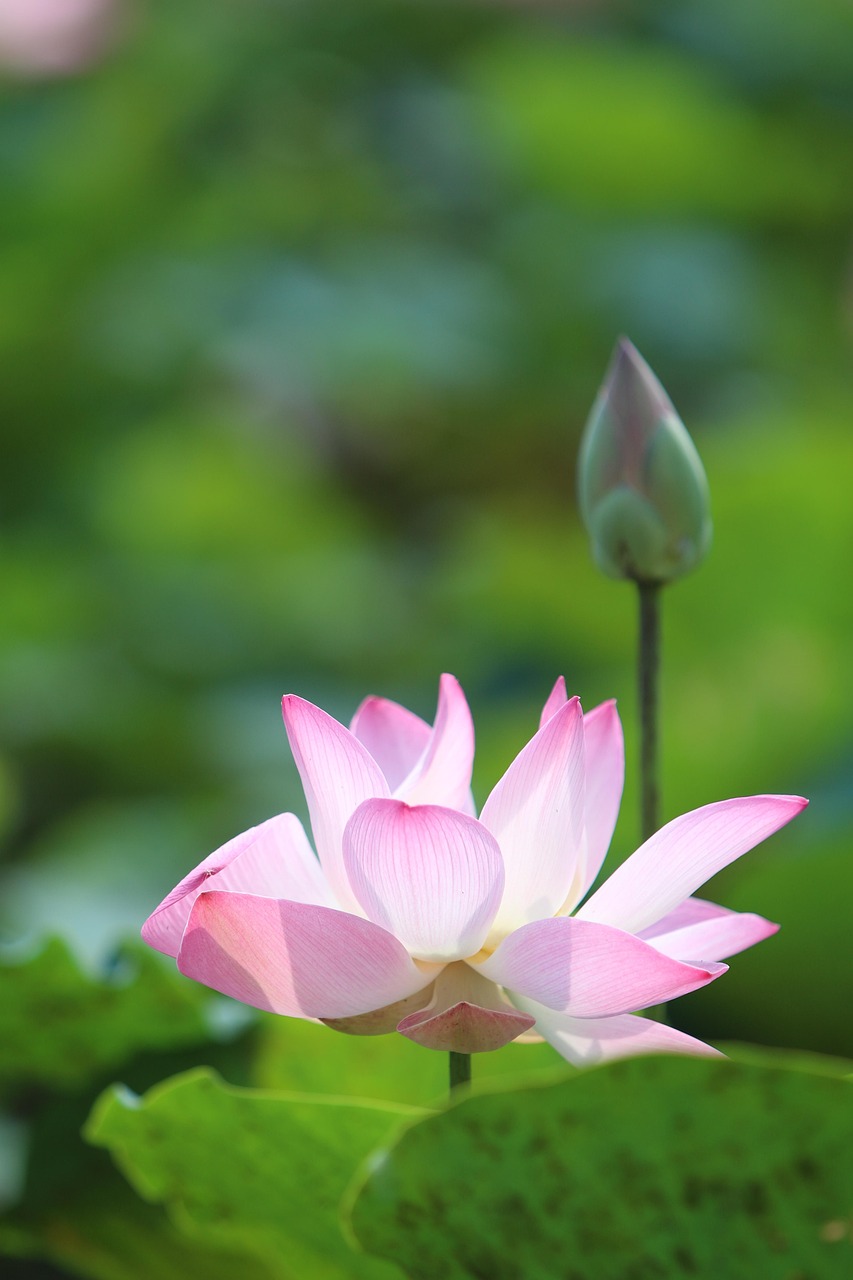 Pink Lotus Waterlily - Free photo on Pixabay - Pixabay