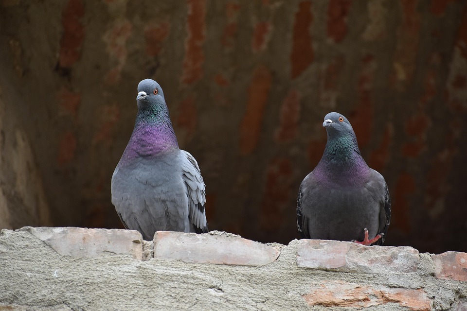 Pombas Pássaros Animais Selvagens - Foto gratuita no Pixabay - Pixabay