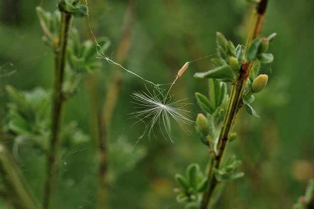 Caule Da Planta Selvagem - Foto gratuita no Pixabay - Pixabay