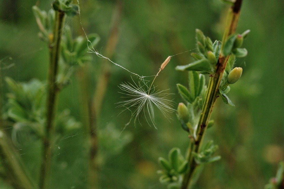 Tige De La Plante Sauvage - Photo gratuite sur Pixabay - Pixabay