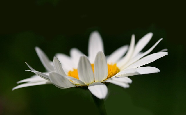 Marguerite Fleur - Photo gratuite sur Pixabay