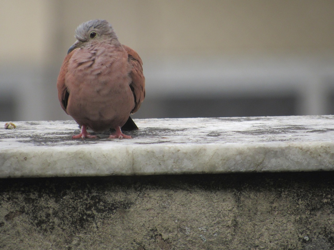 Bird Birdie - Free photo on Pixabay - Pixabay