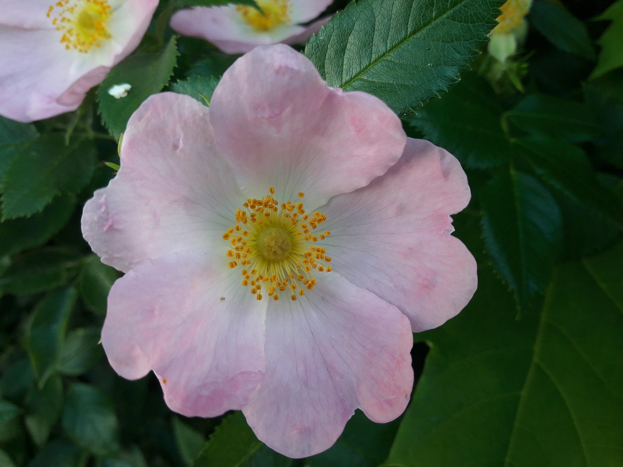 Blossom Bloom Rose Hip Bush - Free photo on Pixabay - Pixabay