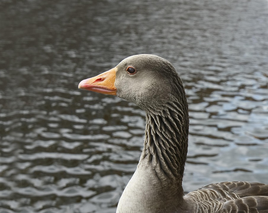 Bird Goose Wild - Free photo on Pixabay