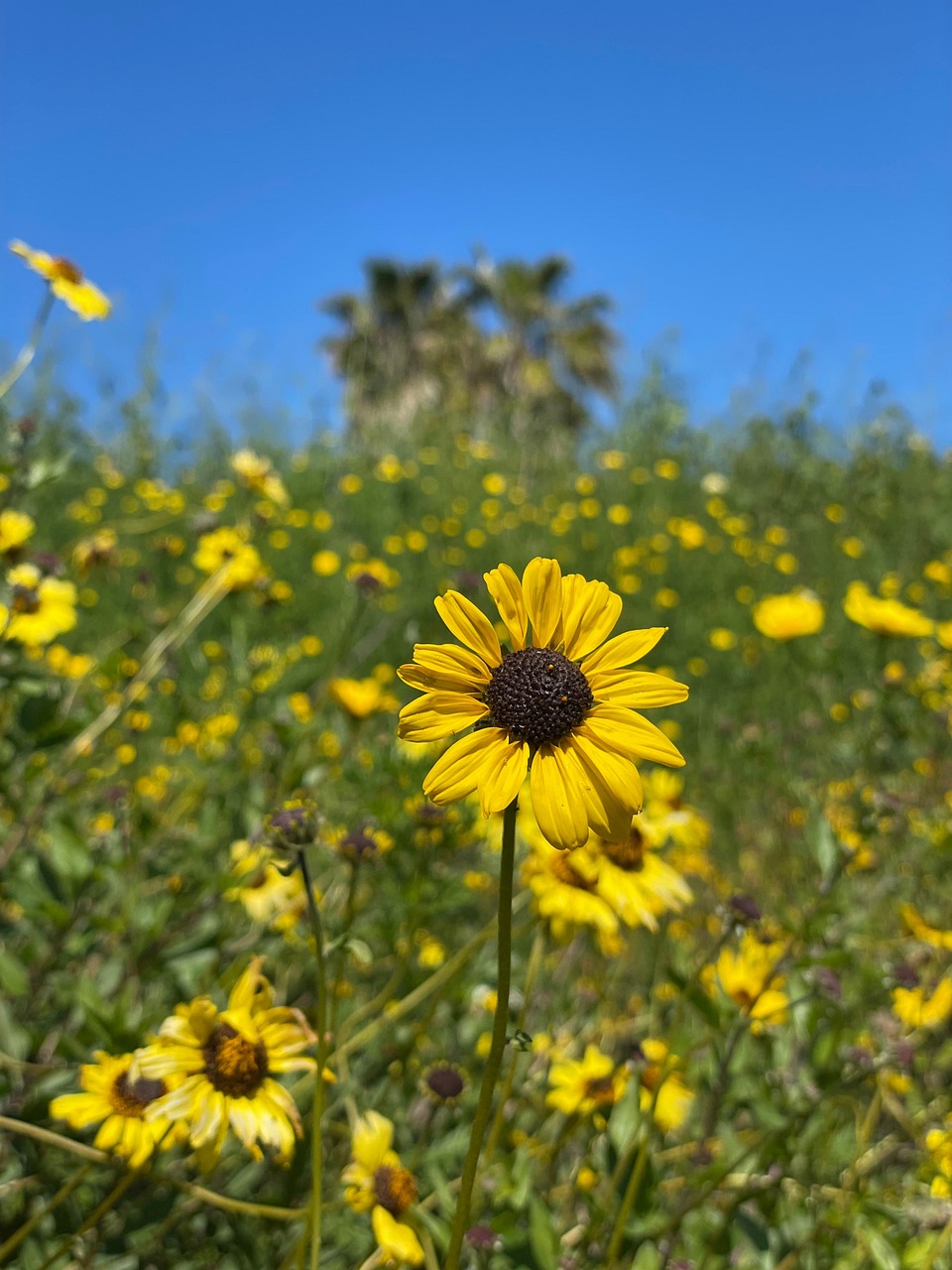 Flor Amarelo Bloom - Foto gratuita no Pixabay - Pixabay