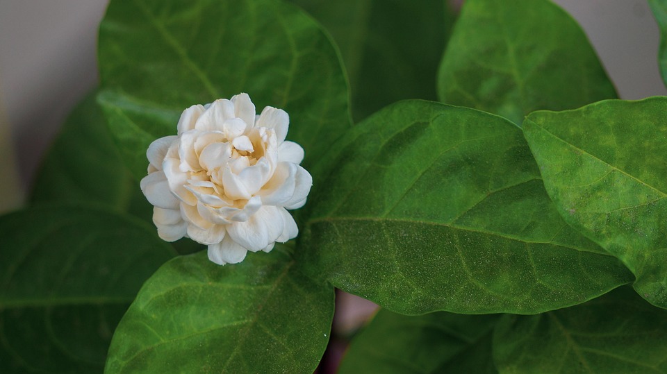 Flower Jasmine White - Free photo on Pixabay