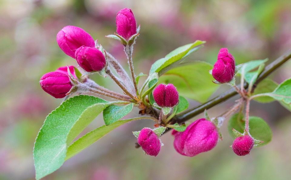 Apple Blossoms Flower Buds Pink - Free photo on Pixabay