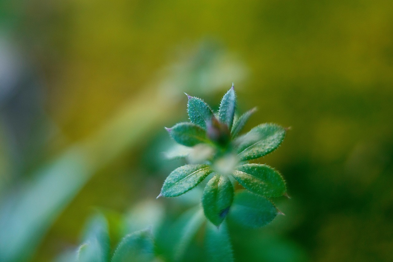 Plante Fleur La Nature - Photo gratuite sur Pixabay - Pixabay