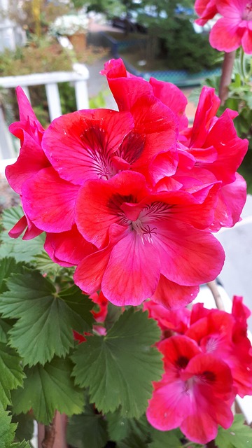 Pelargonio Geranio Fiore - Foto gratis su Pixabay - Pixabay