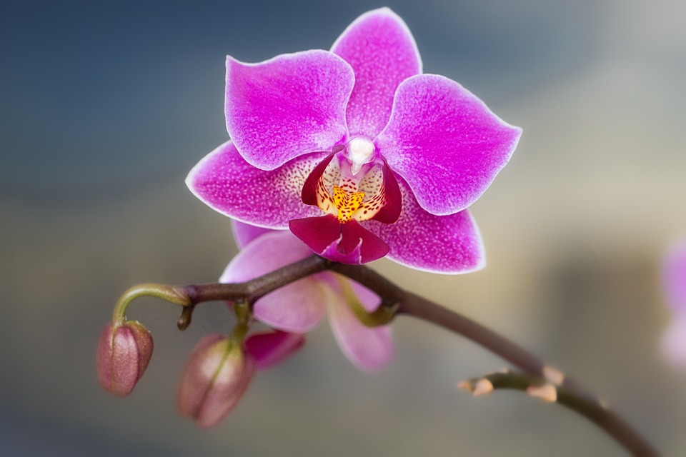 Phalaenopsis Orchidee Pinke Blume - Kostenloses Foto auf Pixabay - Pixabay