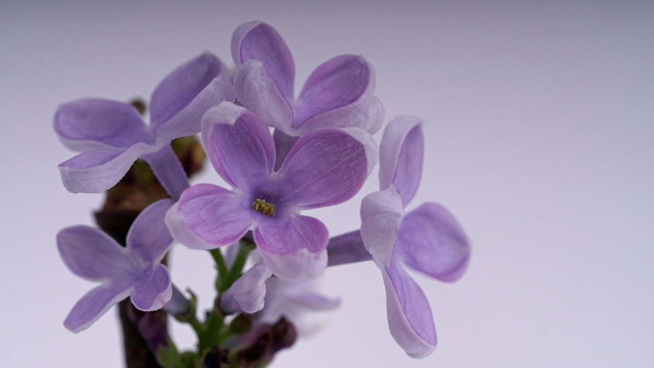 Purple Blooms Flowers - Free photo on Pixabay - Pixabay