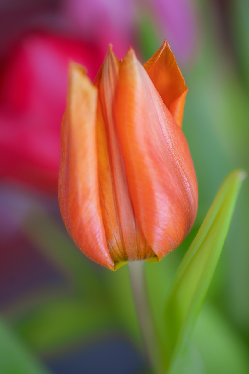 Tulip Flowers 2 Photograph