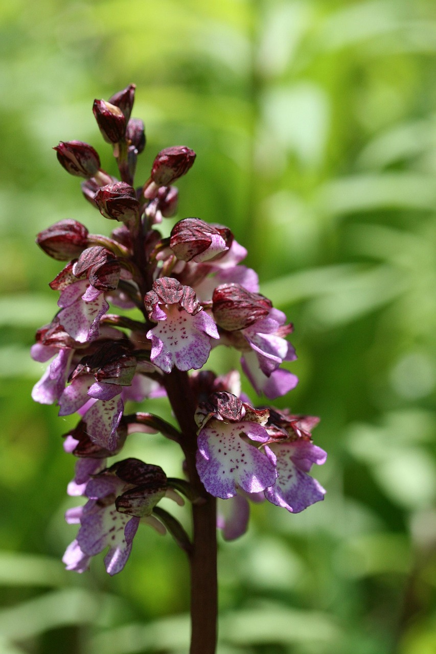 Blumen Orchidee Wilde - Kostenloses Foto auf Pixabay - Pixabay