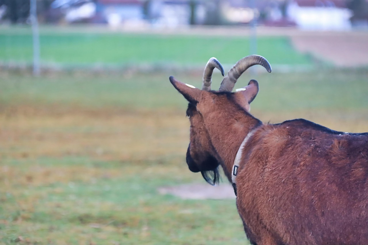Billy Goat Horns - Free photo on Pixabay - Pixabay
