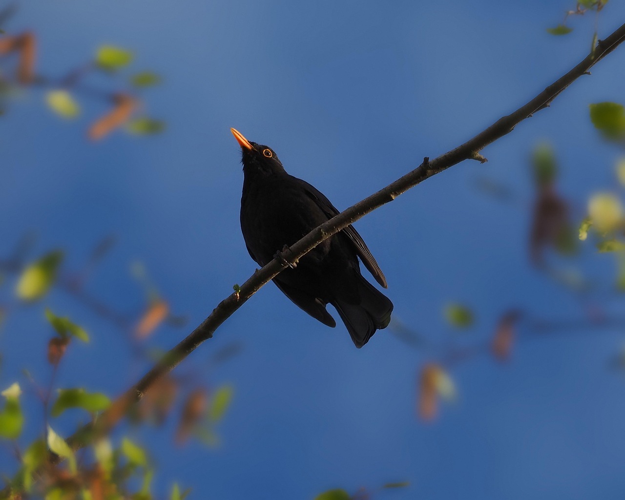 Oiseau Ornithologie Merle Le - Photo gratuite sur Pixabay - Pixabay