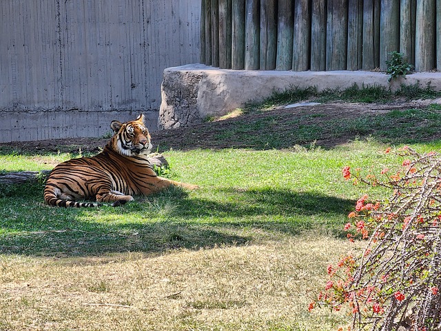 Animal Tiger Mammal - Free photo on Pixabay - Pixabay
