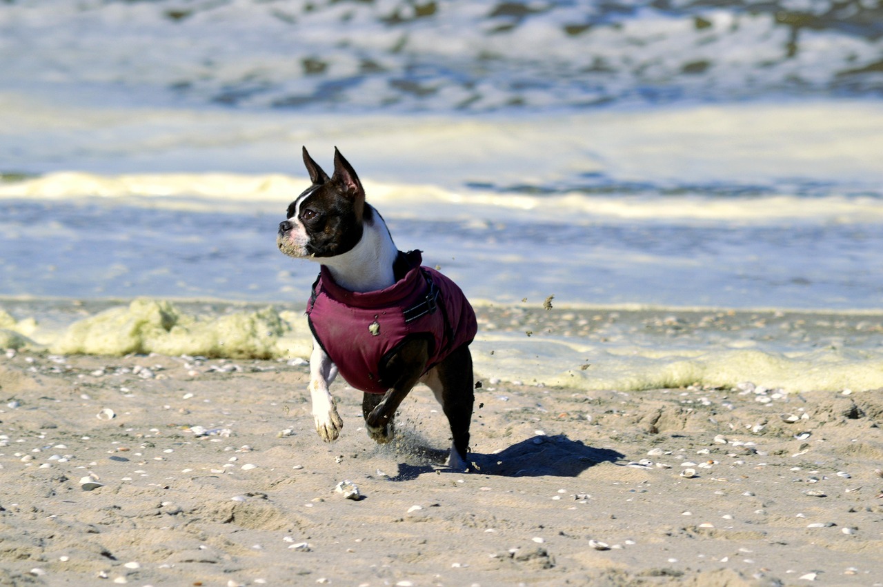 Terrier De Boston Perro - Foto gratis en Pixabay - Pixabay