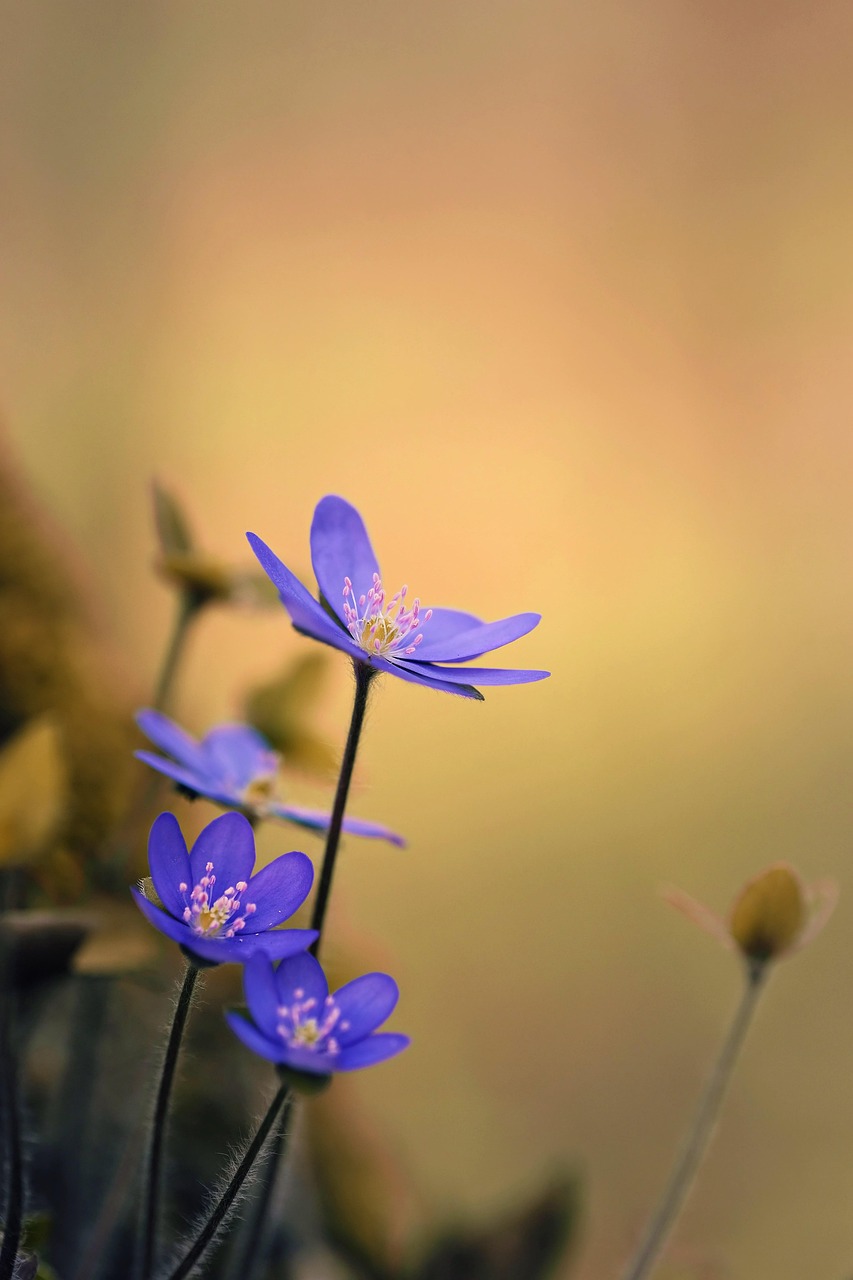 Liverflowers Flowers Purple - Free photo on Pixabay