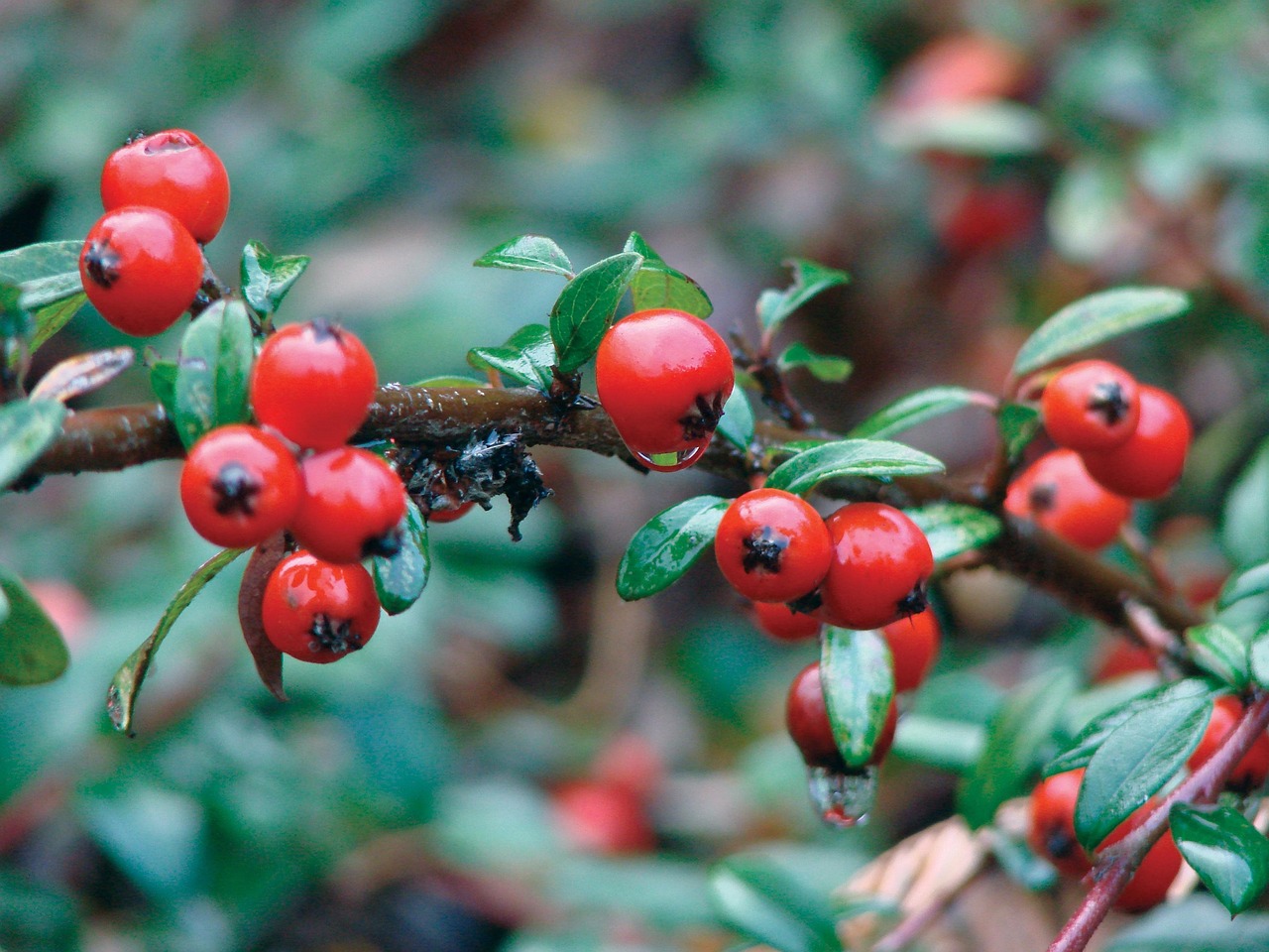 Berries Red Leaves - Free photo on Pixabay - Pixabay