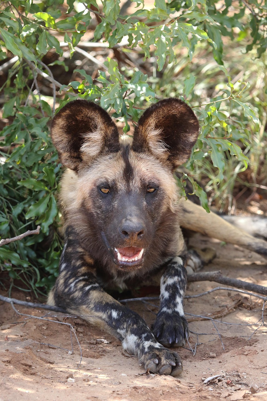 Wild Dog Canine Painted Wolf - Free photo on Pixabay