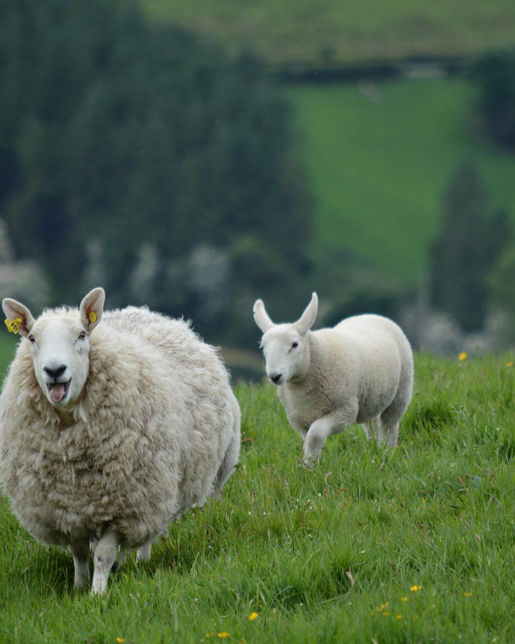 Paysage Le Mouton Animaux - Photo gratuite sur Pixabay - Pixabay