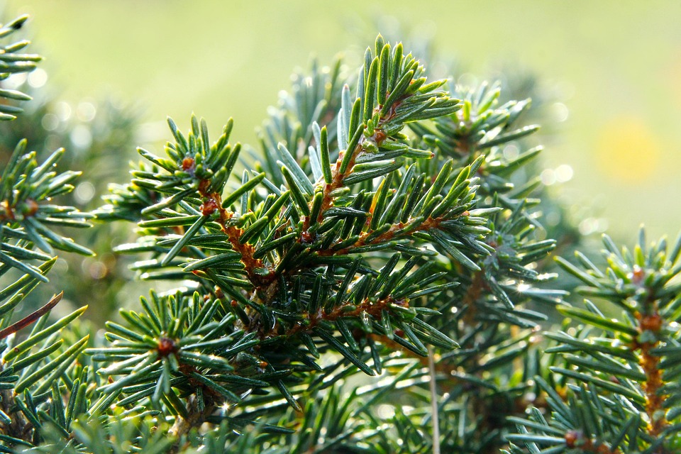 Pine Spruce Green - Free photo on Pixabay