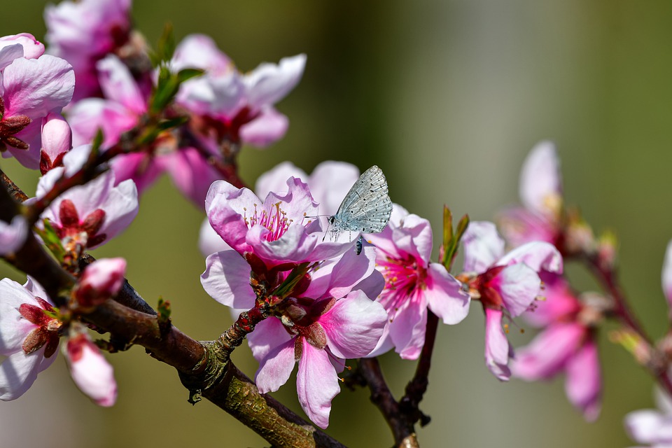 Plante Fleurs Fleur De Pêche - Photo gratuite sur Pixabay