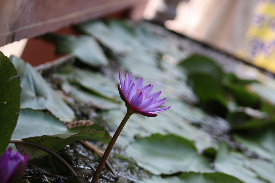 Bunga Teratai Kolam - Foto gratis di Pixabay - Pixabay