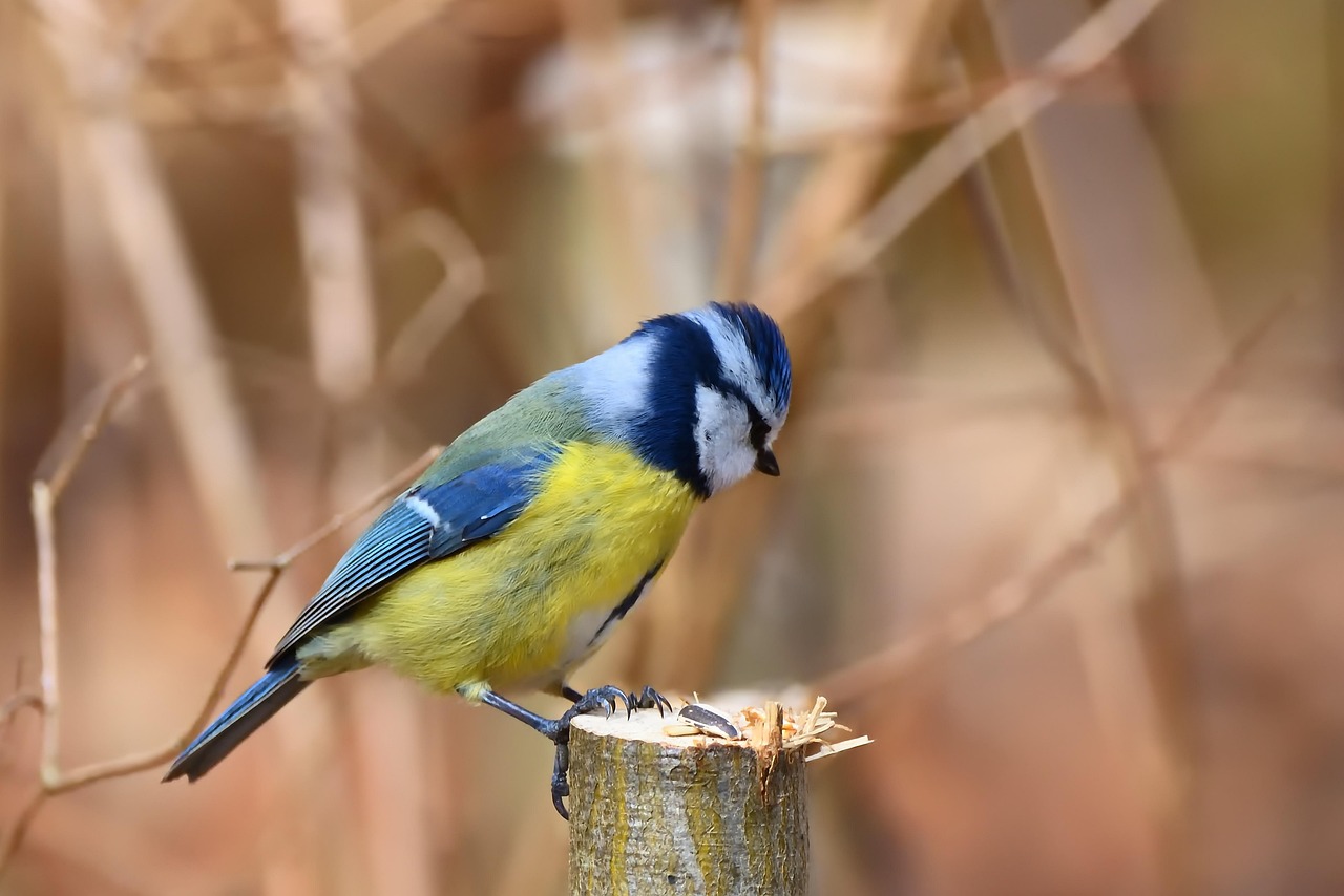 Bird Blue Tit Ornithology - Free photo on Pixabay