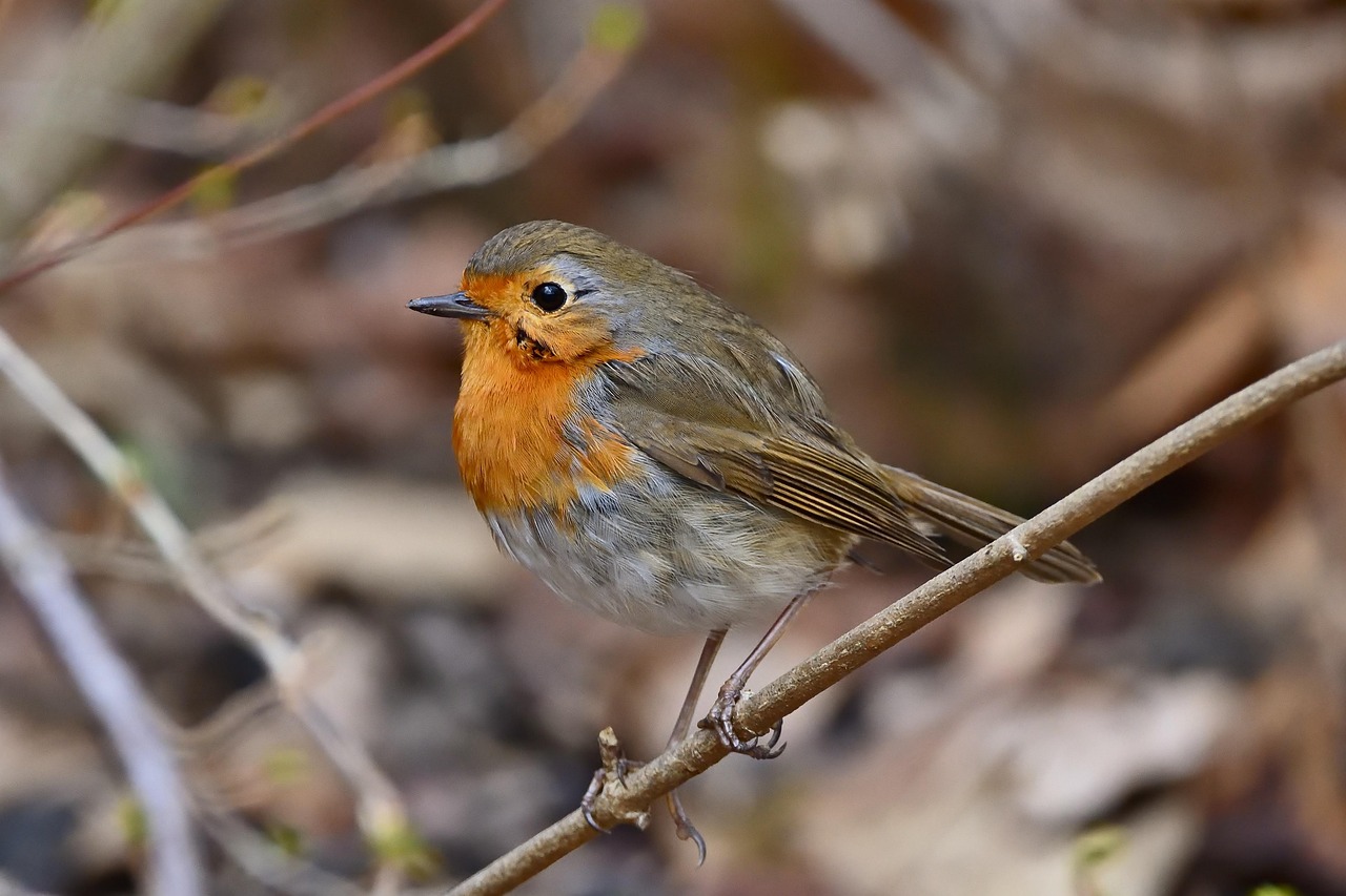 Fågel Robin Songbird - Gratis foto på Pixabay